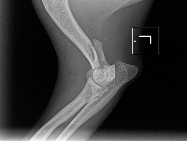 A Broken Leg but No Home – Animals Abused & Abandoned